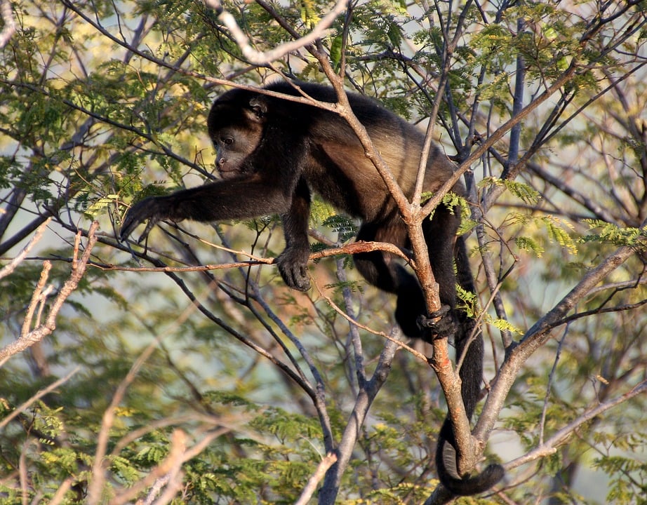 The Monkeys of Guanacaste, Costa Rica